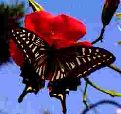 蝶・小さな生き物